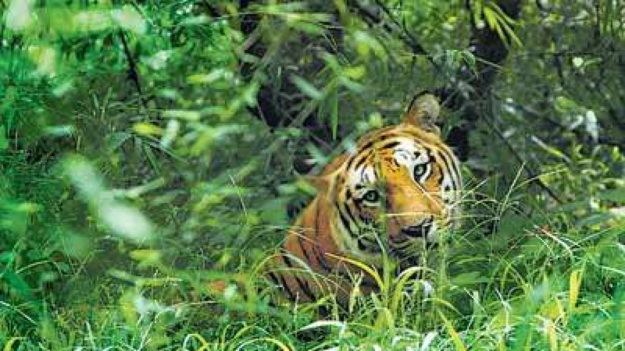 A trip to the Panna Tiger Reserve