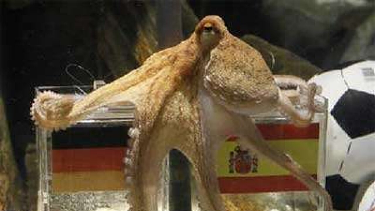 FIFA World Cup: Sorry Germany, Paul the octopus has spoken