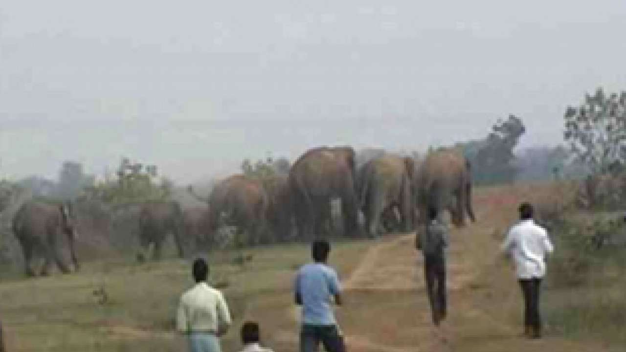 World Wildlife Day: Clear evidence of rise in elephant poaching in India
