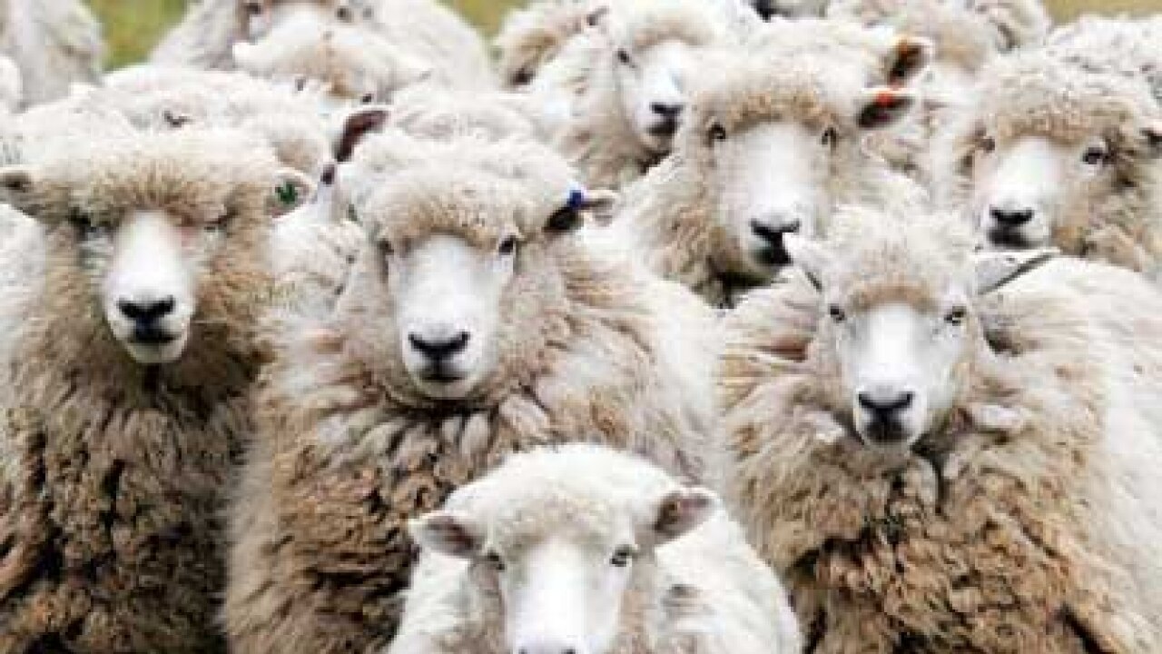 Sheep are smart enough to make 'executive decisions'