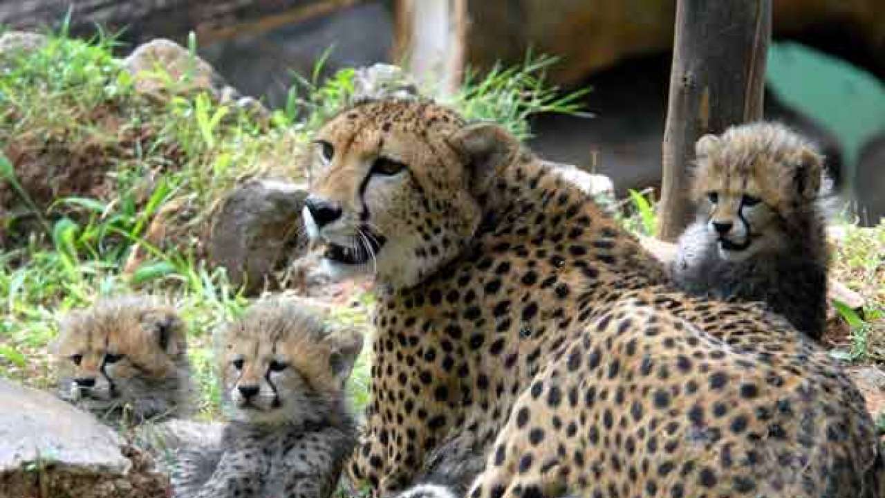 Cheetah Giving Birth