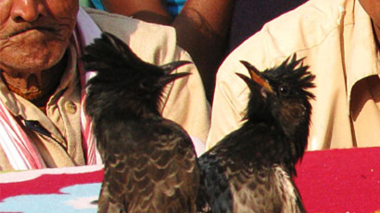Bulbuls fight as Assam celebrates Bihu