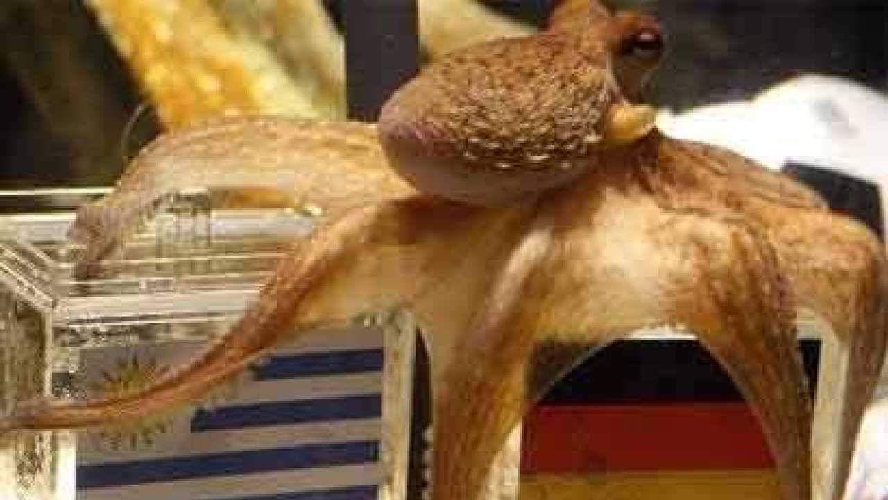 Pigs, dogs line up to prove themselves worthy successors of Paul the ...