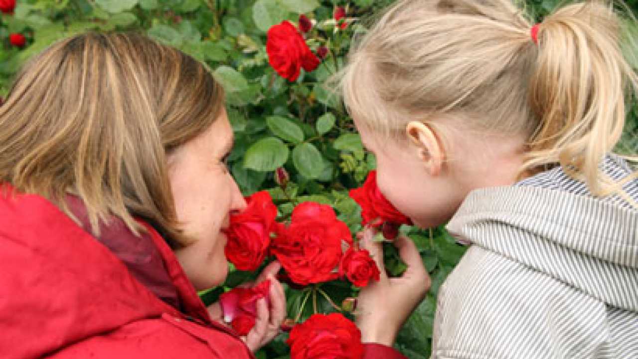 What we can learn from French parents