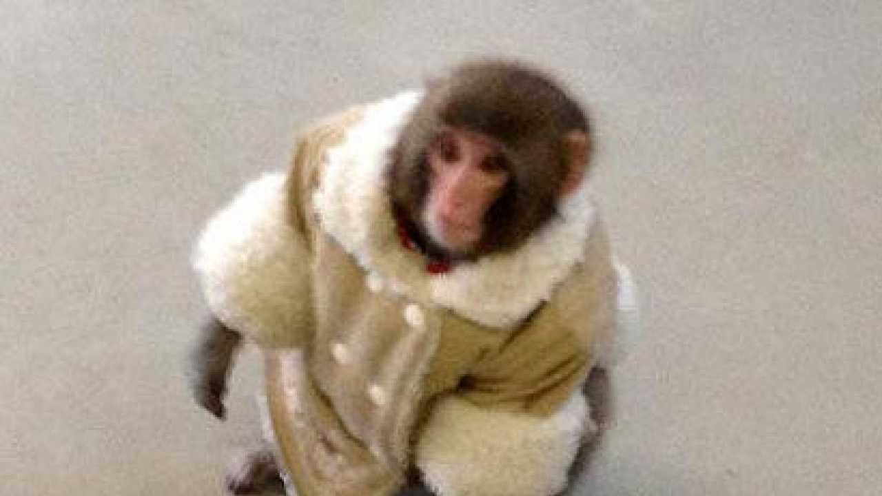 'Shearling coat' clad monkey on loose in IKEA's parking lot in Toronto ...