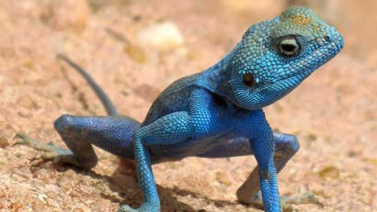 19% of world's reptiles close to extinction