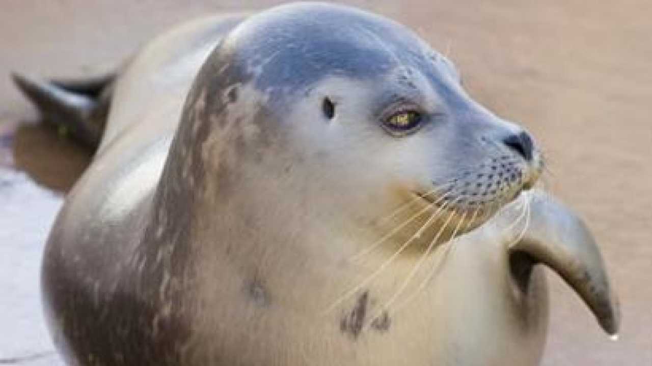 Seals require only half of their brain to fall asleep