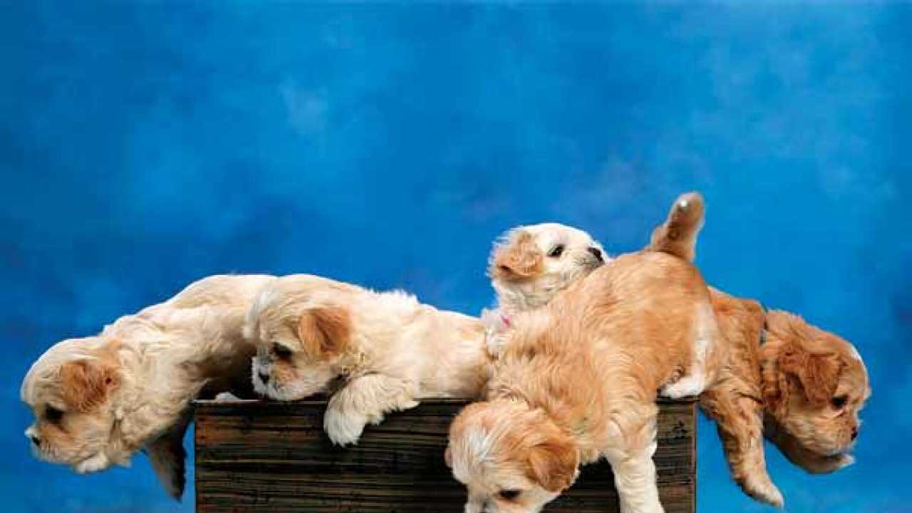 Pet modelling: Woof for the camera