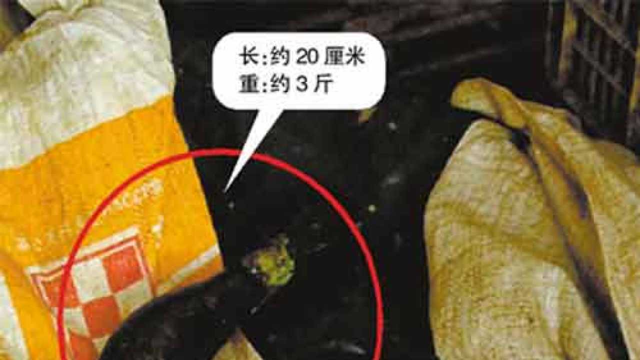 Live bomb found inside squid's stomach!