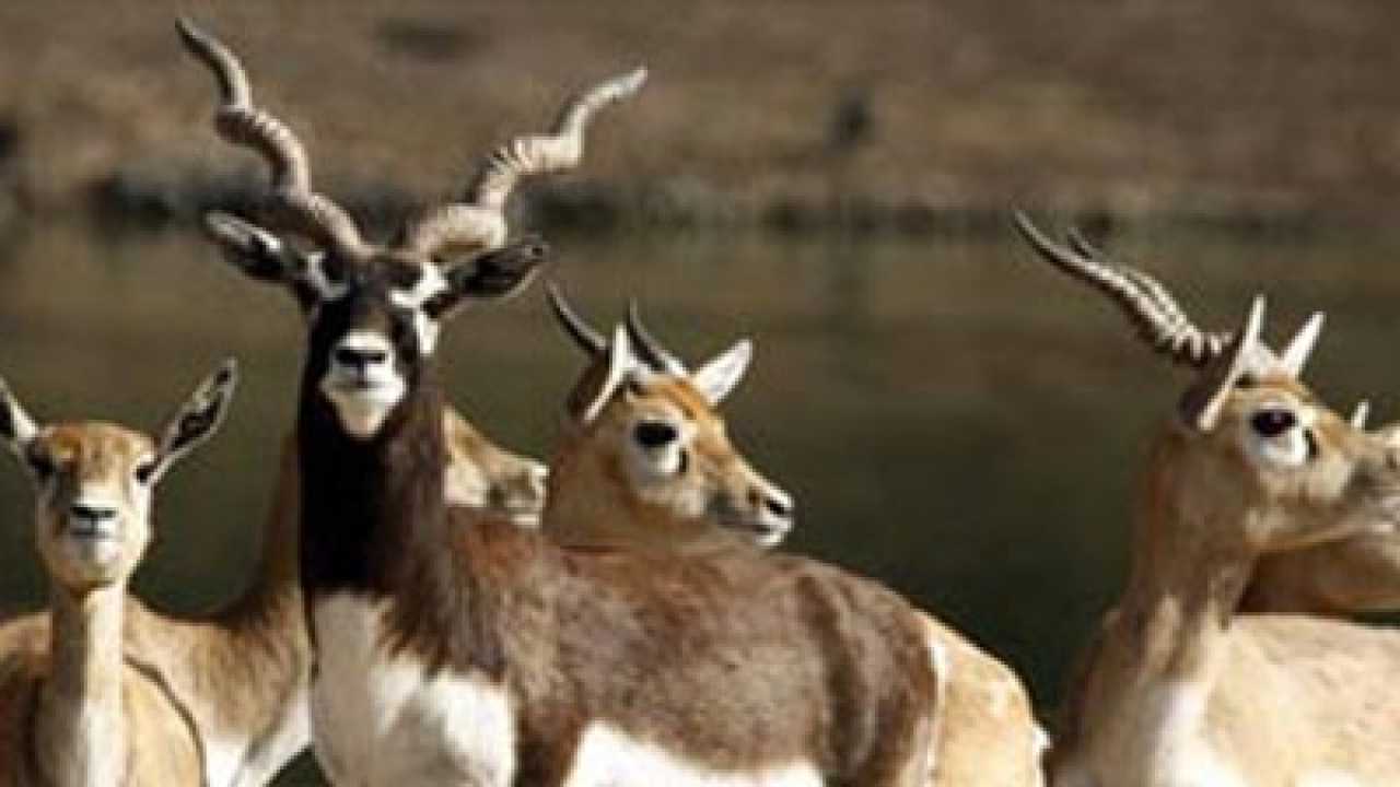 Blackbuck poached near Aska forest in Odisha