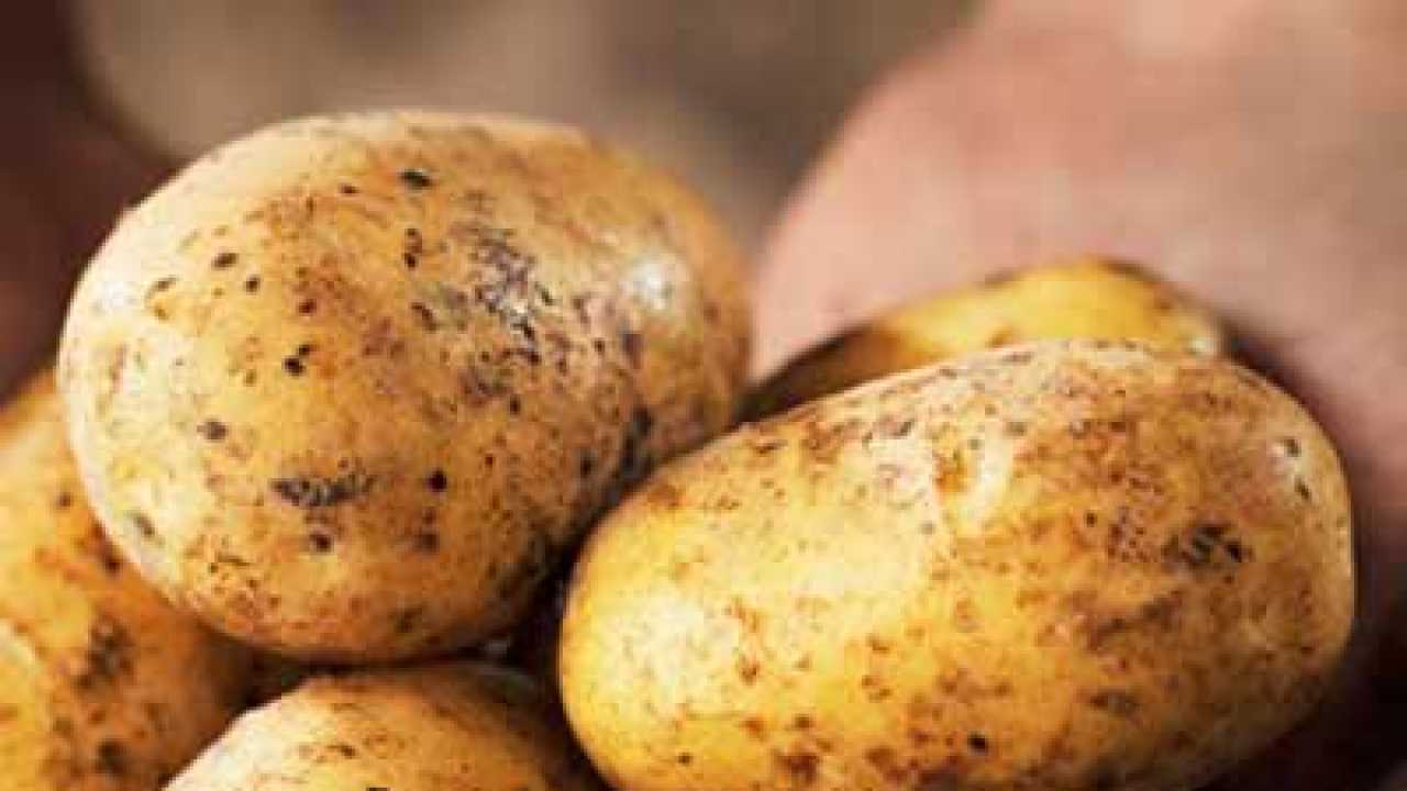 Activists plant potatoes in potholes in Russia