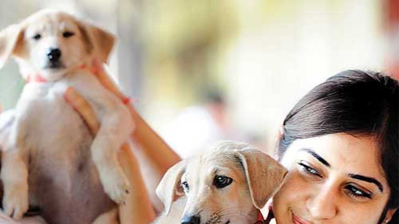 Pet adoption camp sees 20 pups get a home