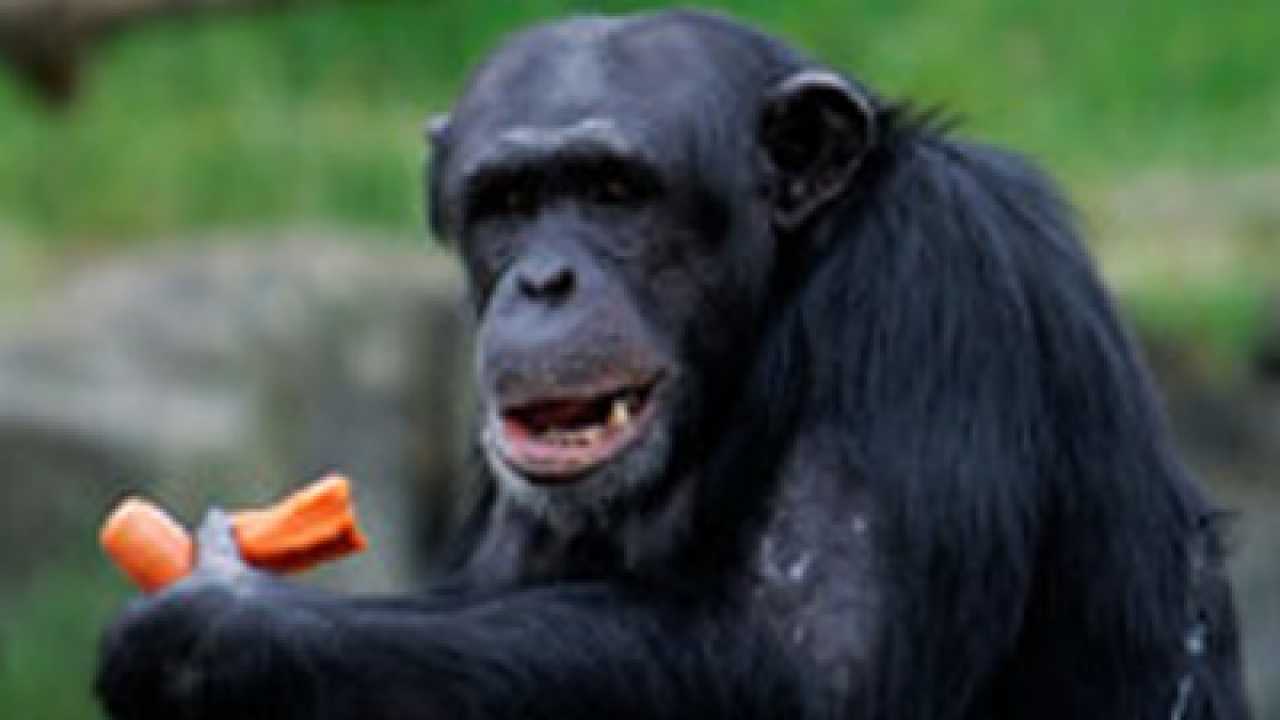 Chimps Have Experimented With Sex More Than Humans