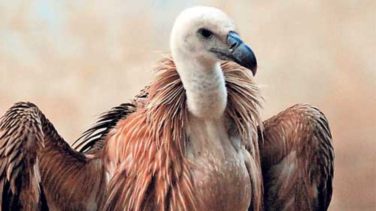 Is organophosphate the new vulture killer?