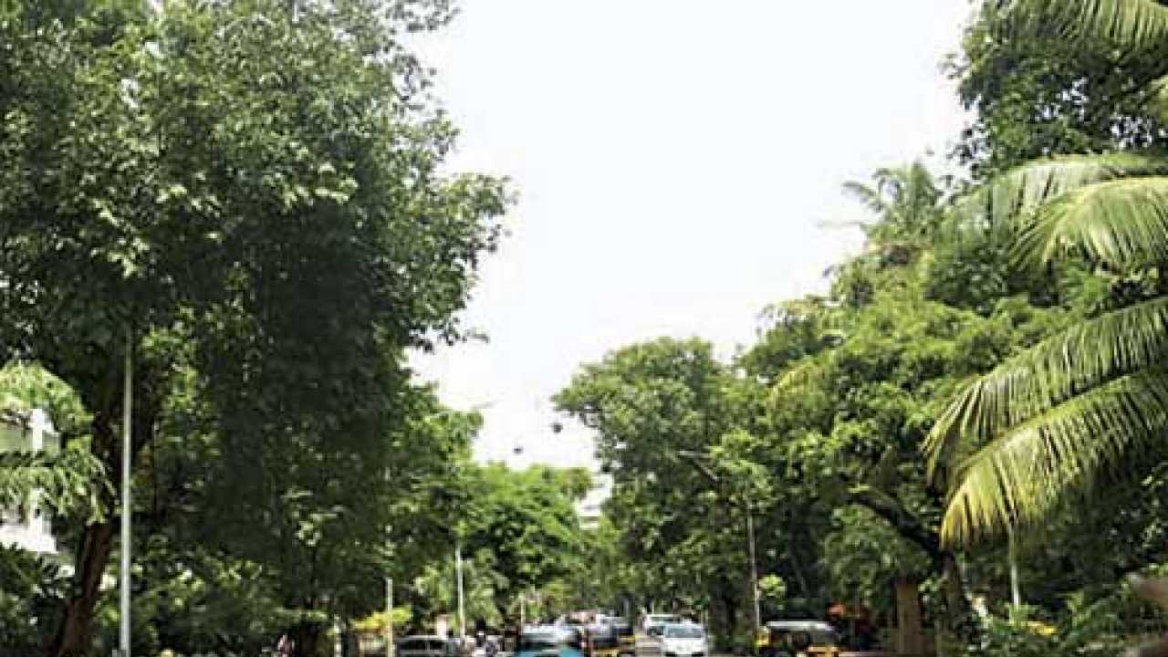 These Bandra locals have green a thumb