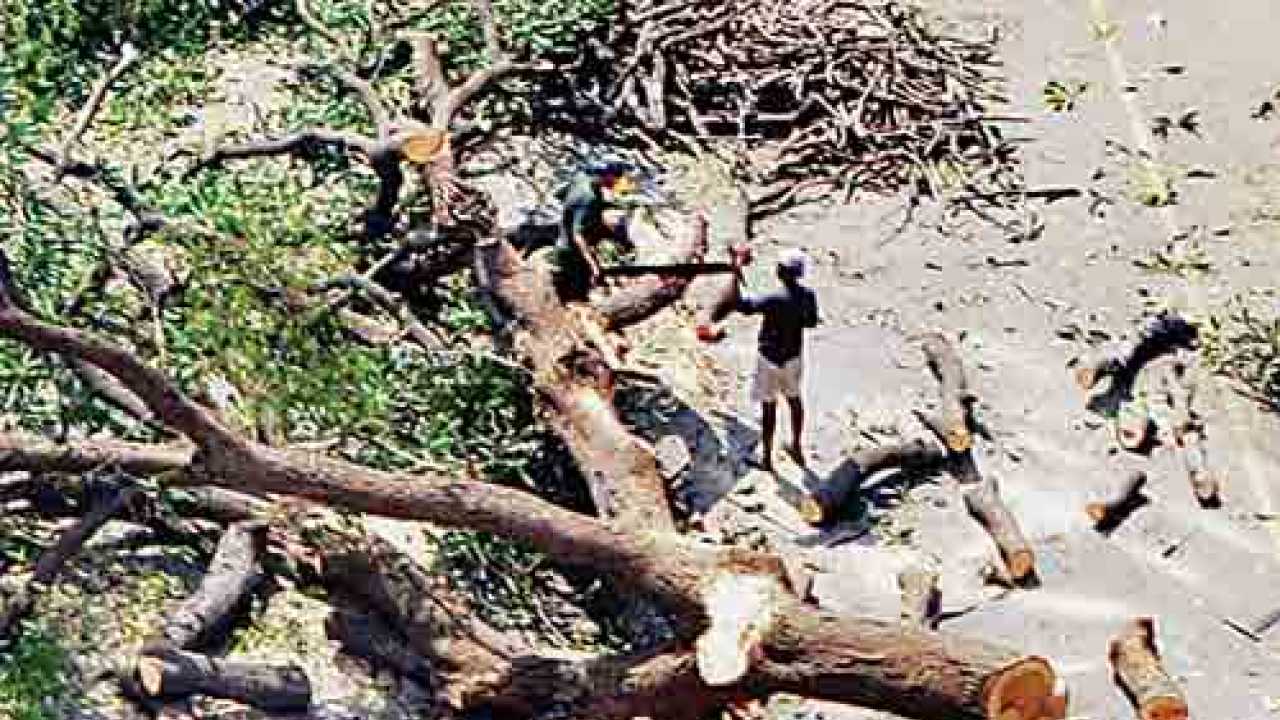 BMC gives green signal to hack trees