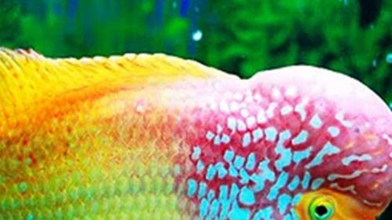 There's something fishy going on in Powai lake: Foreign fish making a ...