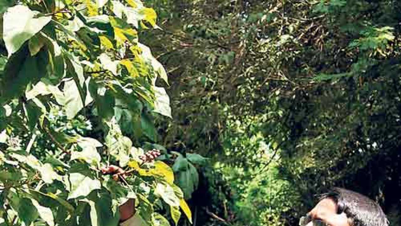 Ahmedabad Municipal Corporation plans to paint its gardens red with ...