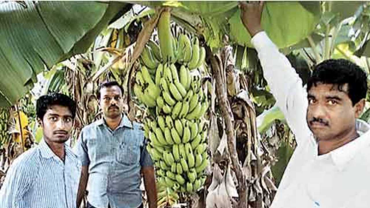 Farm turns bank for BBM grad