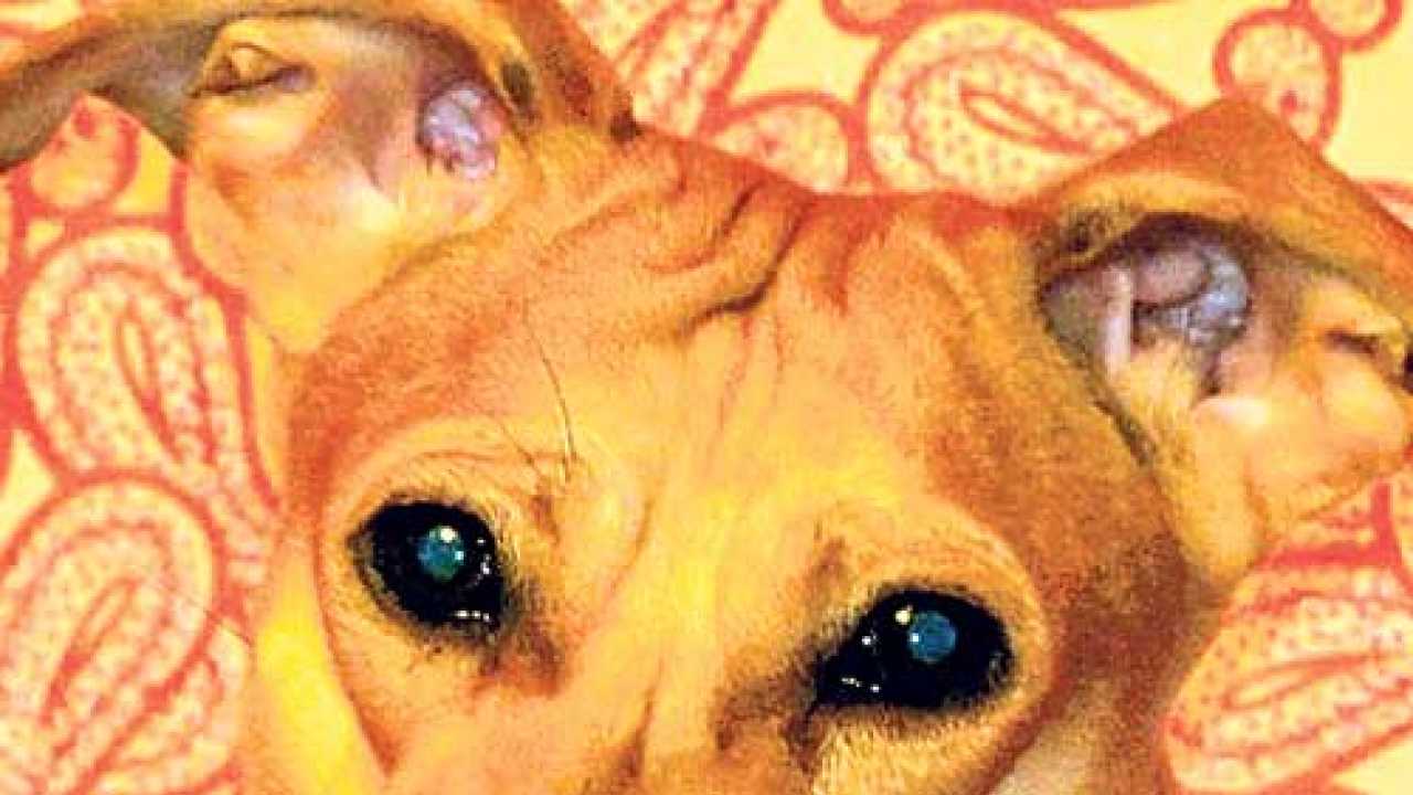 Chinni makes it to the final of Cutest Indian Dog Contest