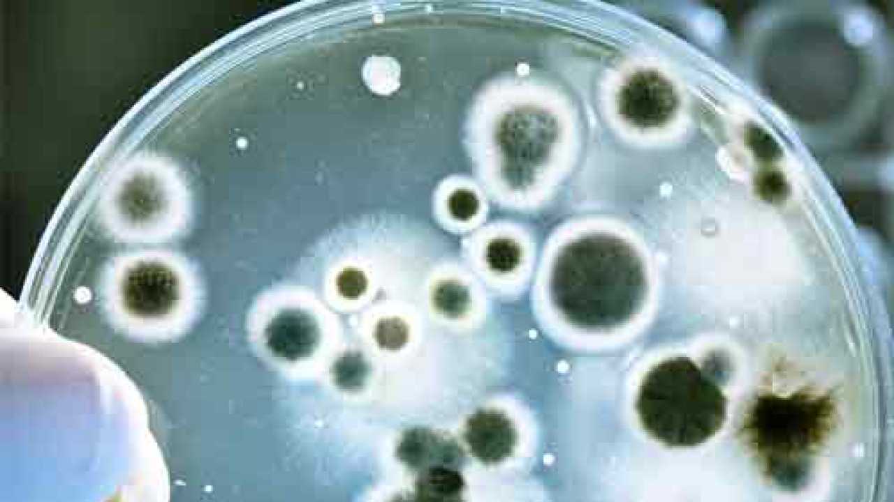 How microbes survive in freezing conditions