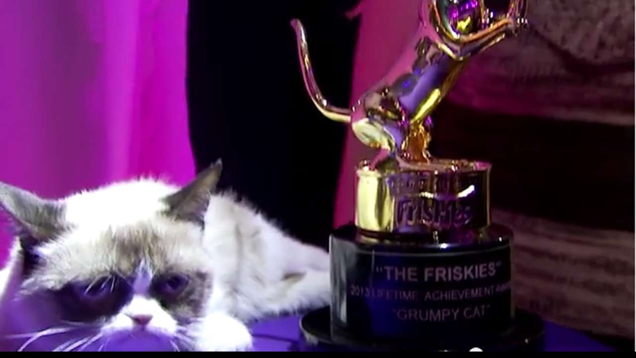 Grumpy Cat wins lifetime achievement award for being a 'cat'