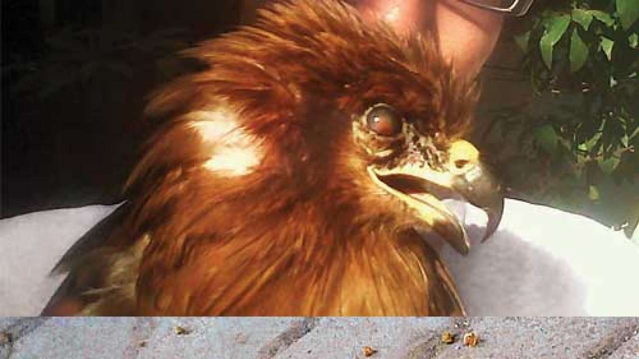 Diwali brings less trouble for birds & animals this year