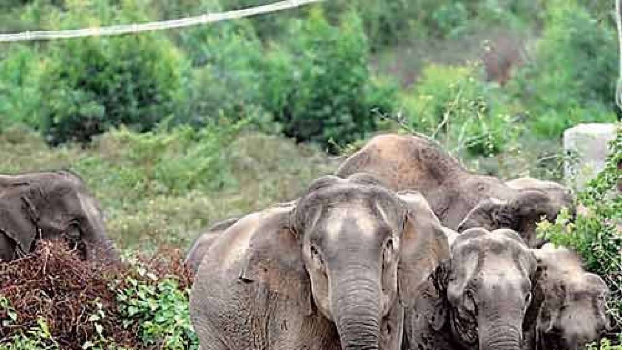 Urban wildlife on the rise in Karnataka