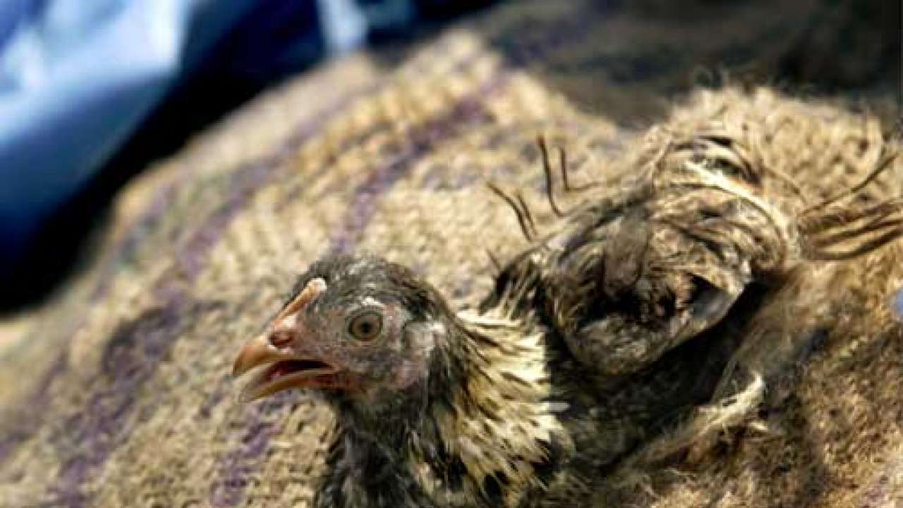 Found: New bird flu virus in humans