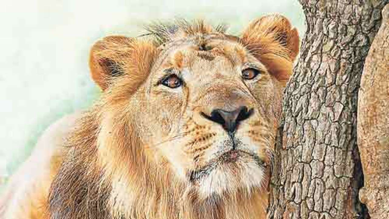 Ahmedabad: Gir cats in the crosshairs of man and herbivores