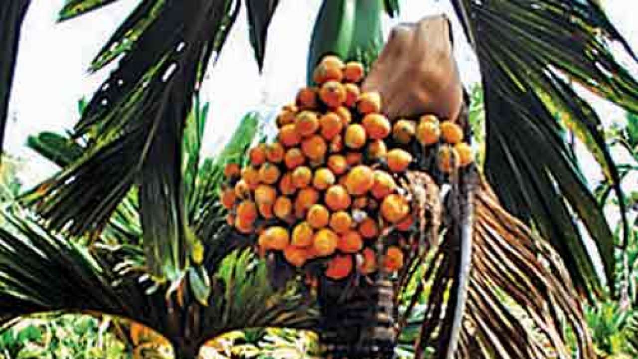 Bangalore: This is something more than what you can chew