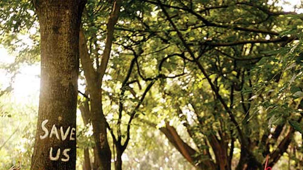 NoC from land owners should be made mandatory before cutting trees