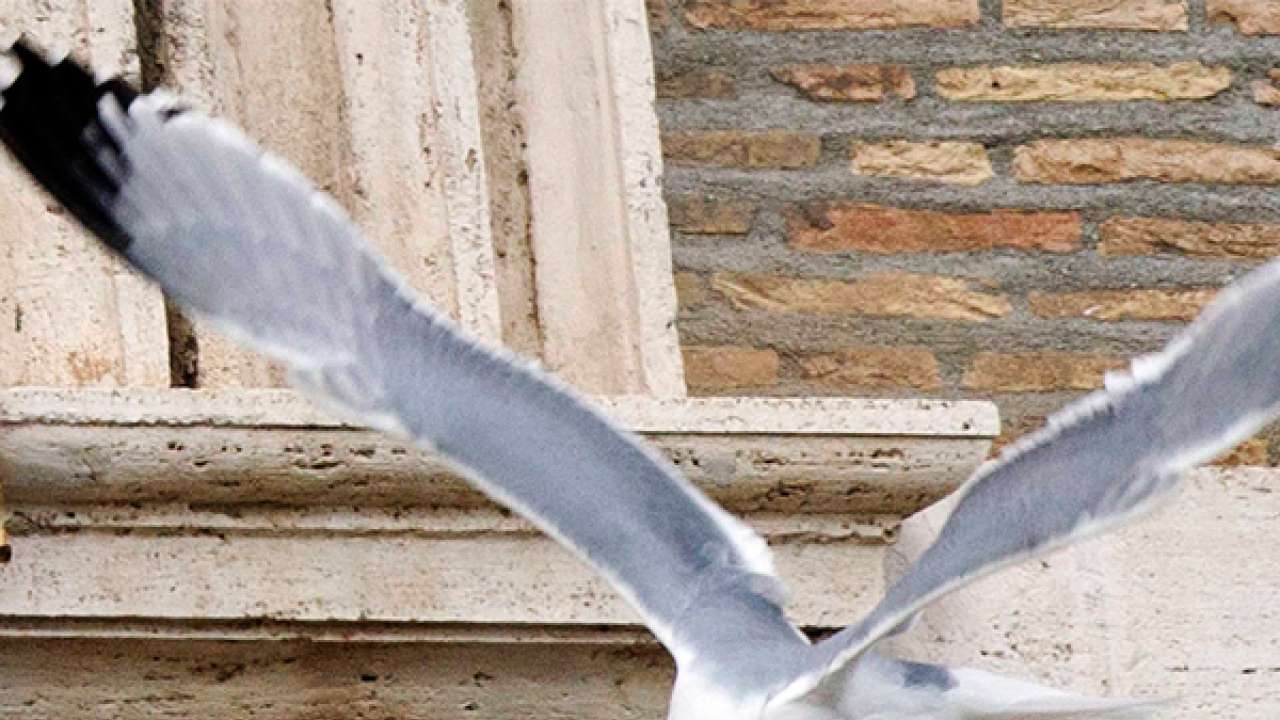 Pope's peace doves violently attacked by seagull and crow