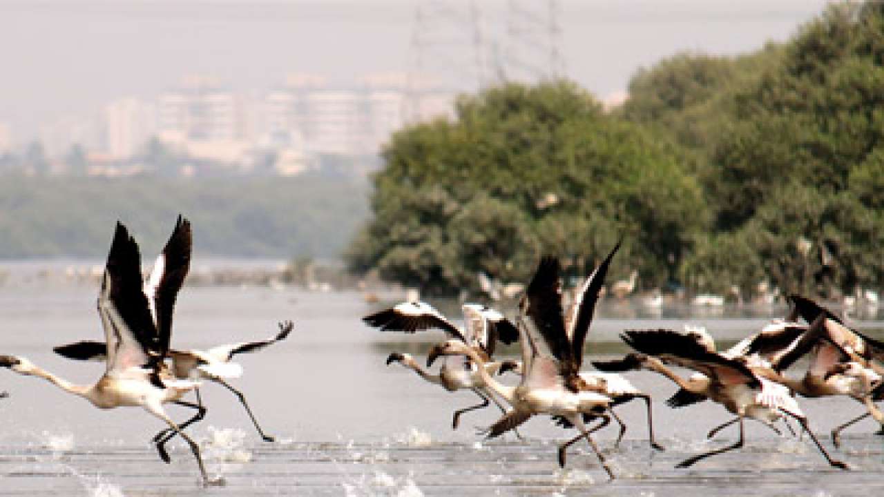 Bird Race team records 166 avian species