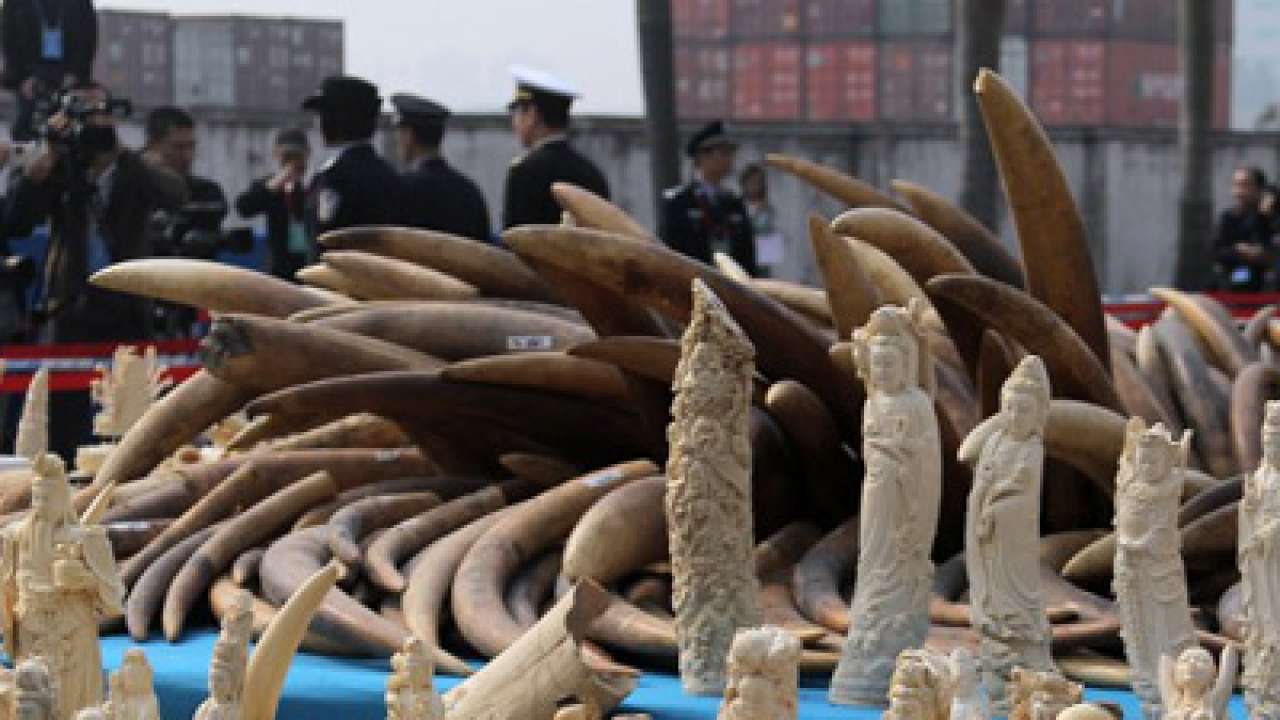Inside Beijing's elephant graveyard: How China's ivory trade thrives ...