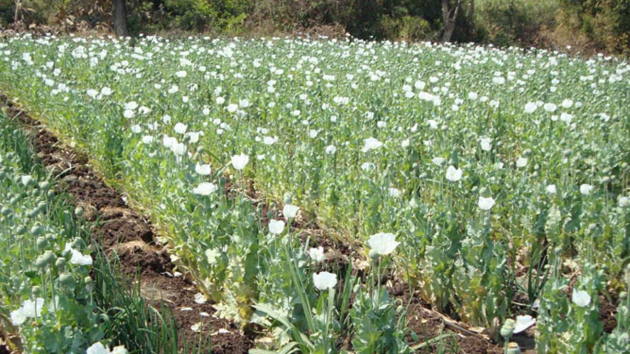 Indian agro-scientist develops world's first nano-fertiliser through ...