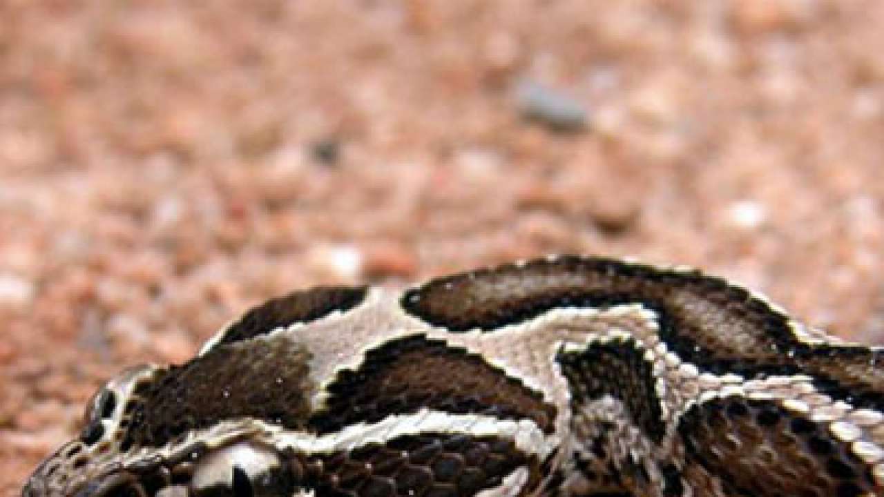 Indian scientists find clue to Alzheimer's cure in Russell's viper venom