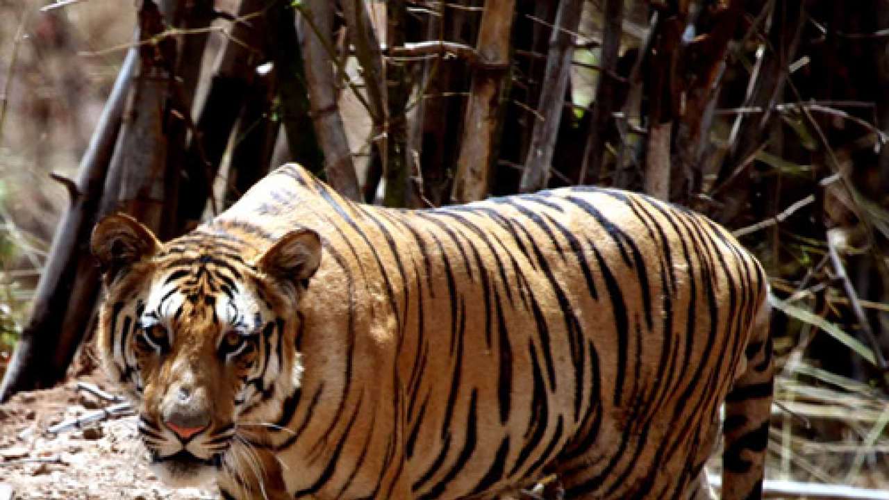 Bihar developing India's biggest grassland for tigers