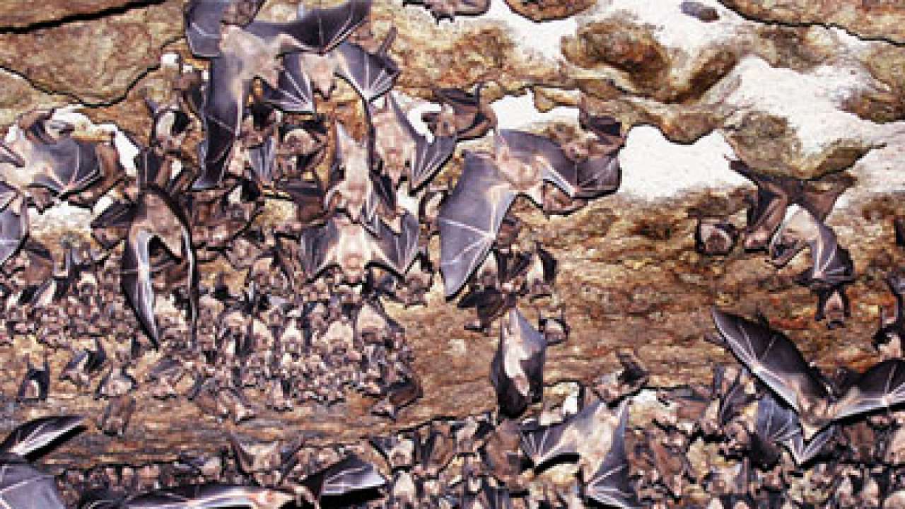 Bat entangled in kite string for 3 days rescued