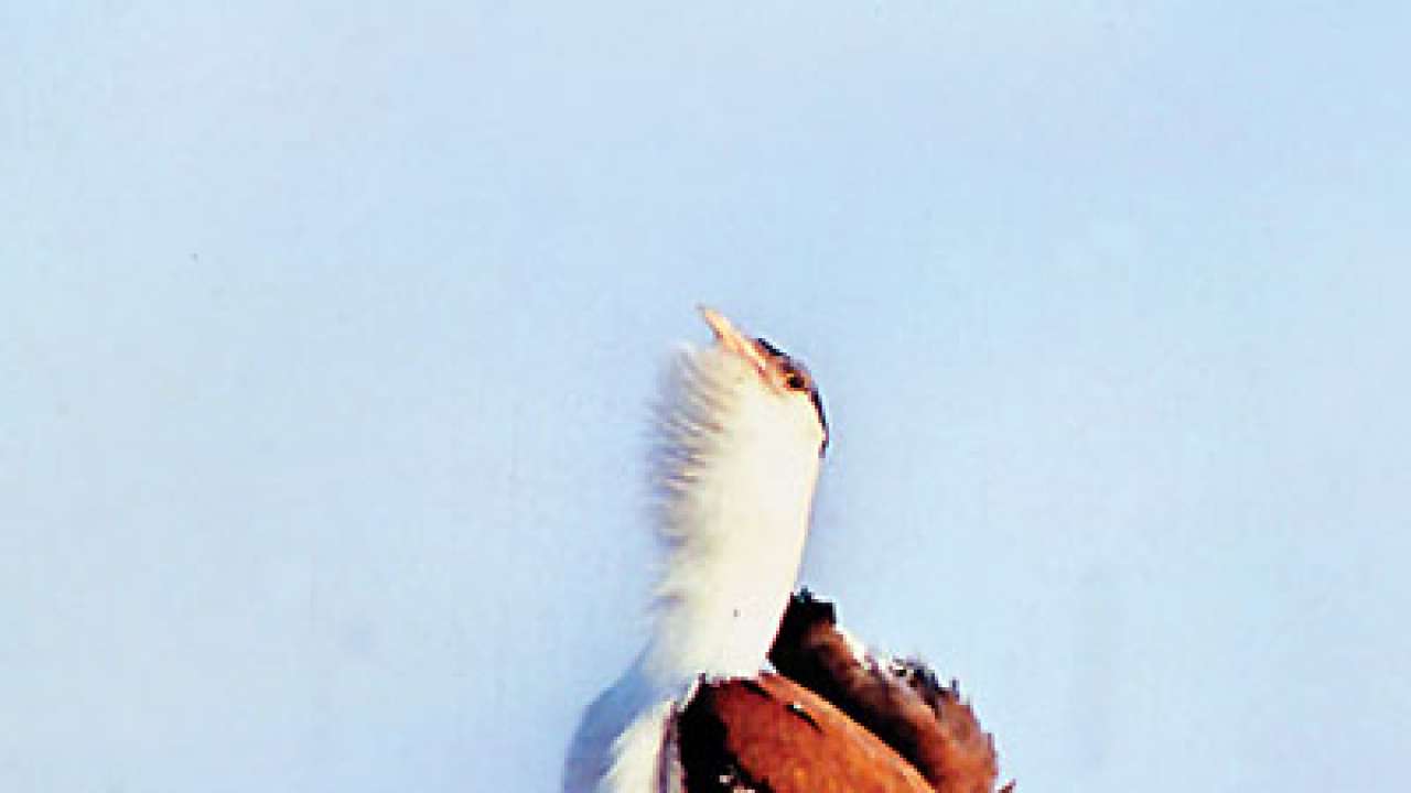 15 Indian birds on the EDGE list