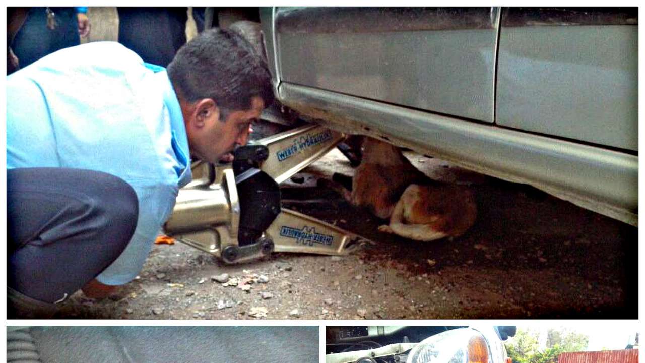 Stuck in a car engine, dog rescued after 12 hours by fire fighters