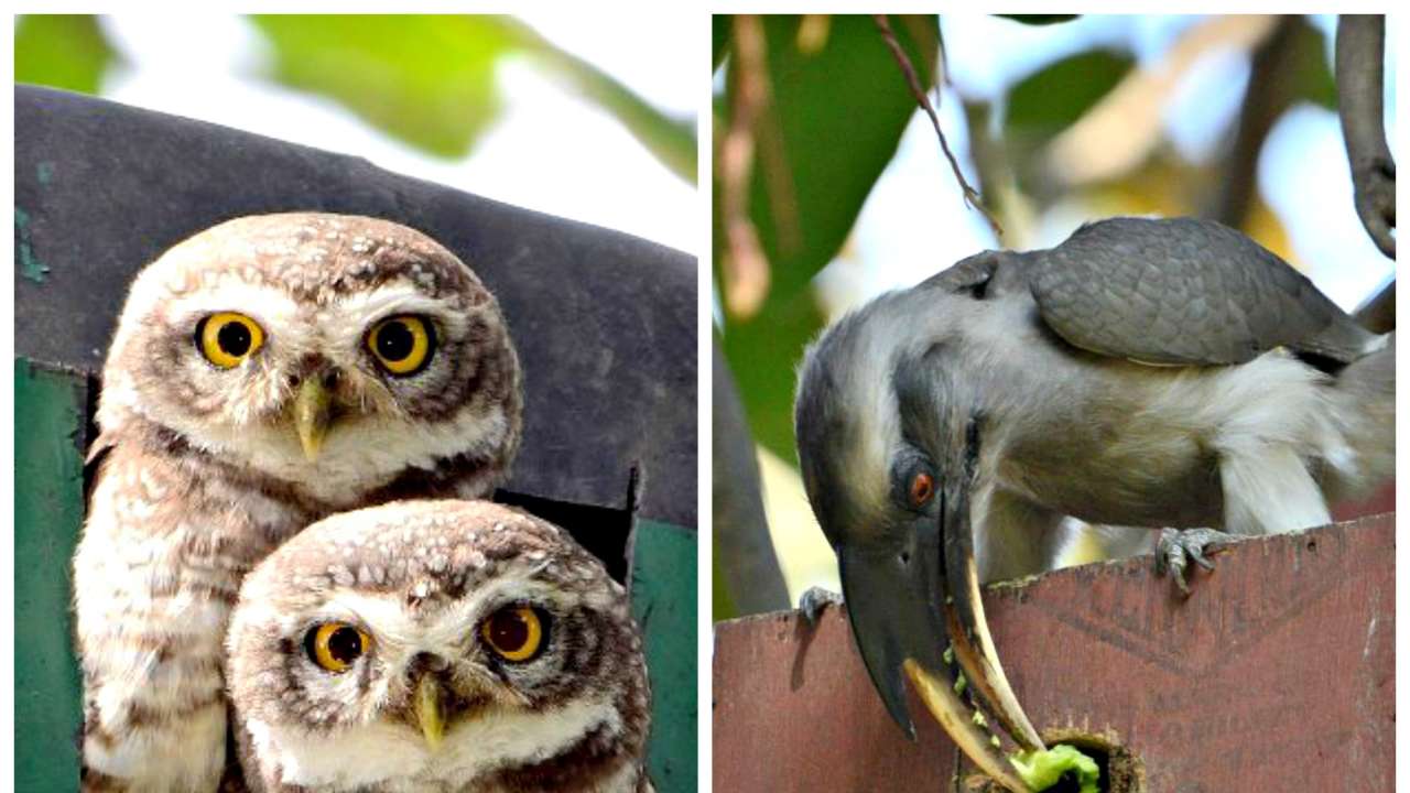 He built a bird heaven in the backyard