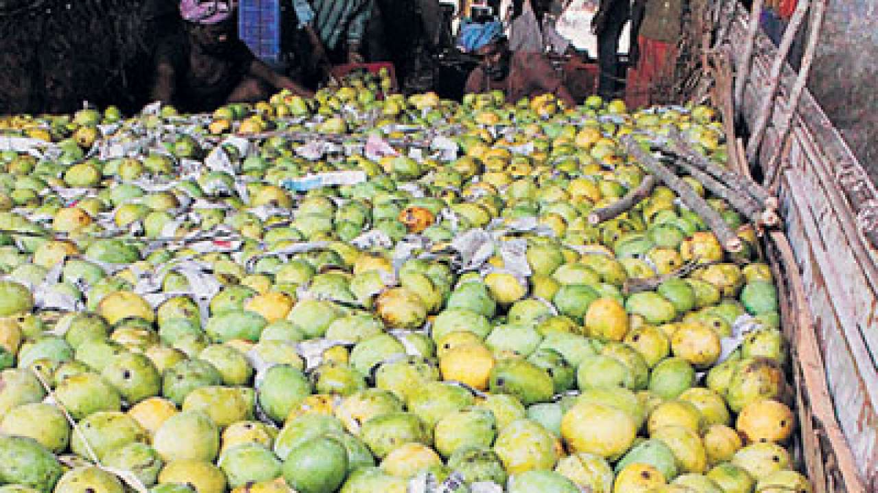 3,520 kg carbide-ripened mangoes destroyed