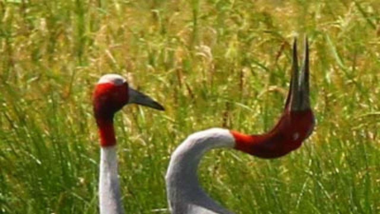 Akhilesh Yadav inaugurates Van Mahotsava, declares Sarus crane as state ...