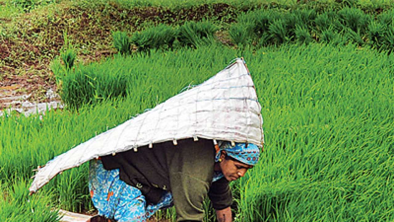 Field trials of rice, cotton on the anvil