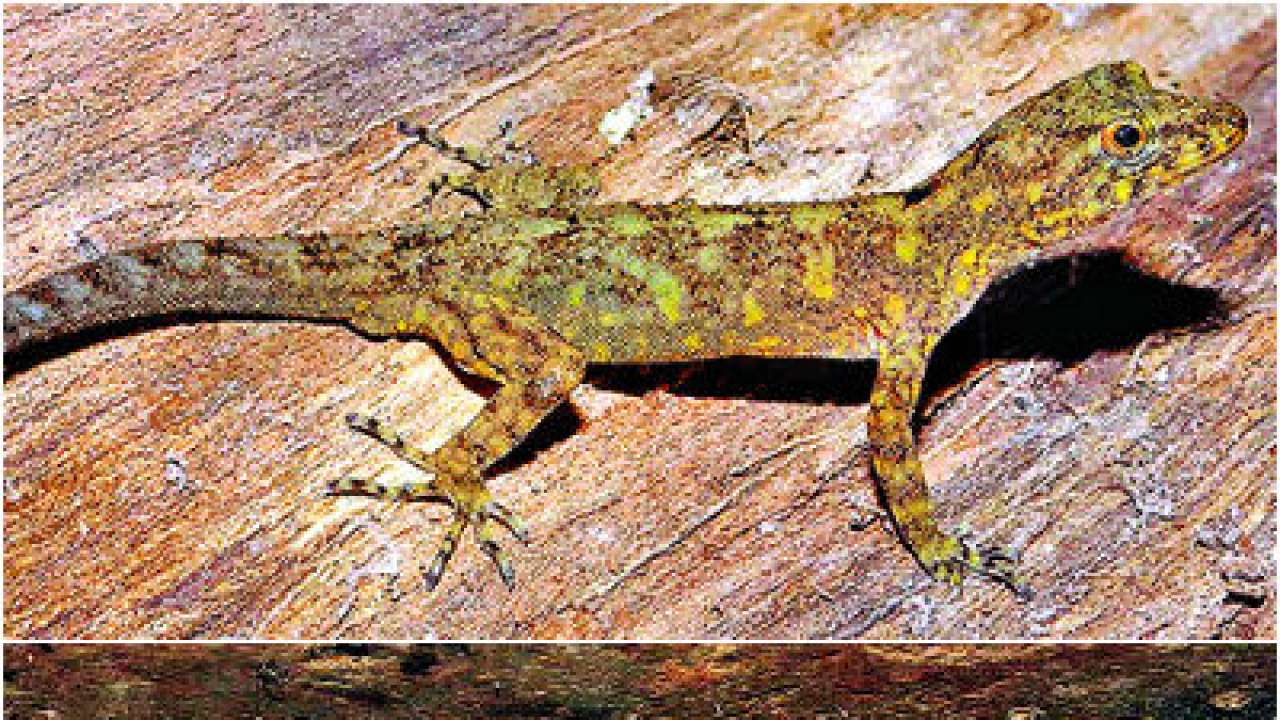 Mumbai researcher duo discover two species of lizard in Ghats
