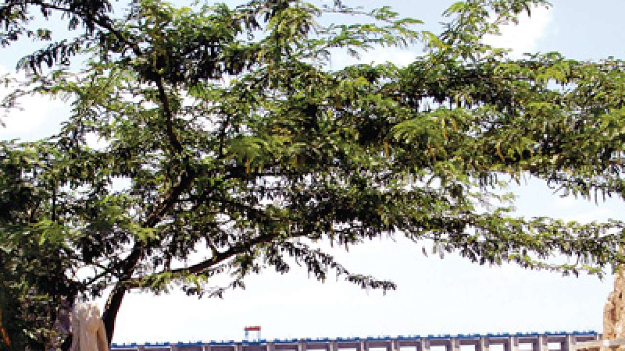 The sidelining of agriculture