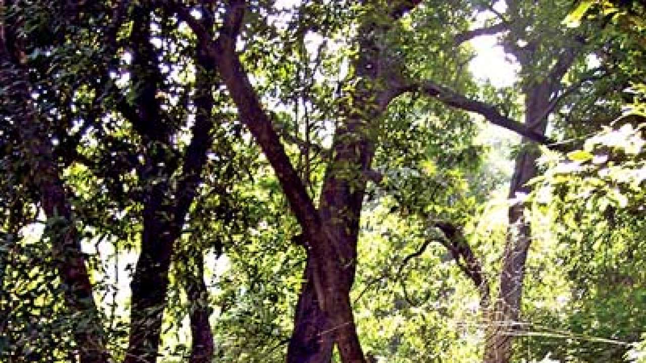 Jharkhand forest department plans ropeway in Dalma Hills
