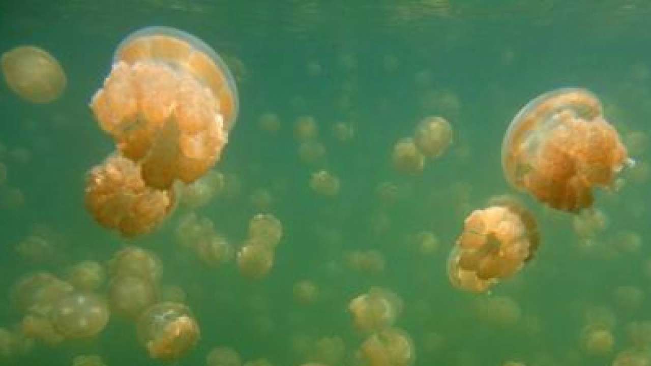 India's first jellyfish lake discovered in Gujarat