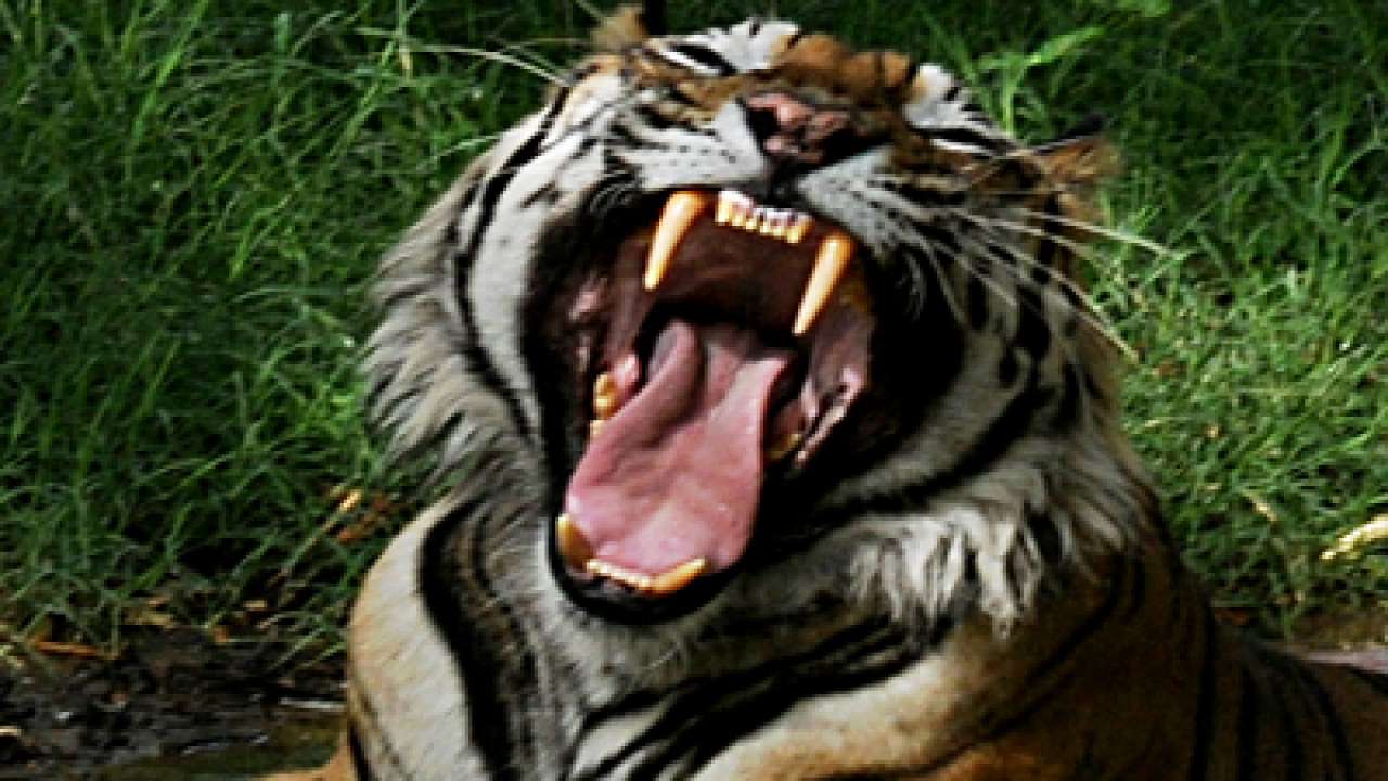 Tiger takes away woman in Sundarbans